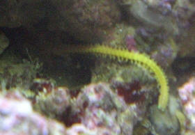 Weird worm... | Reef2Reef